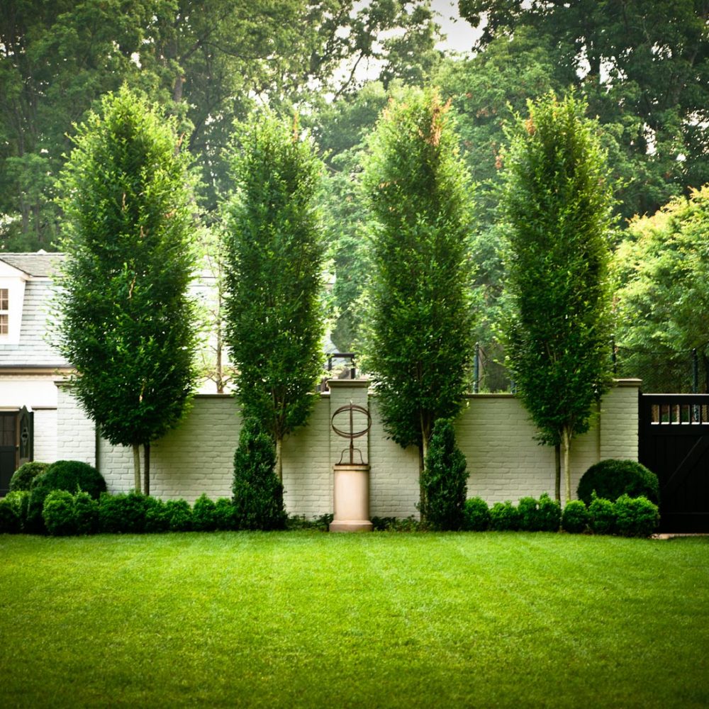 Boxwood - Page | Duke Landscape Architects