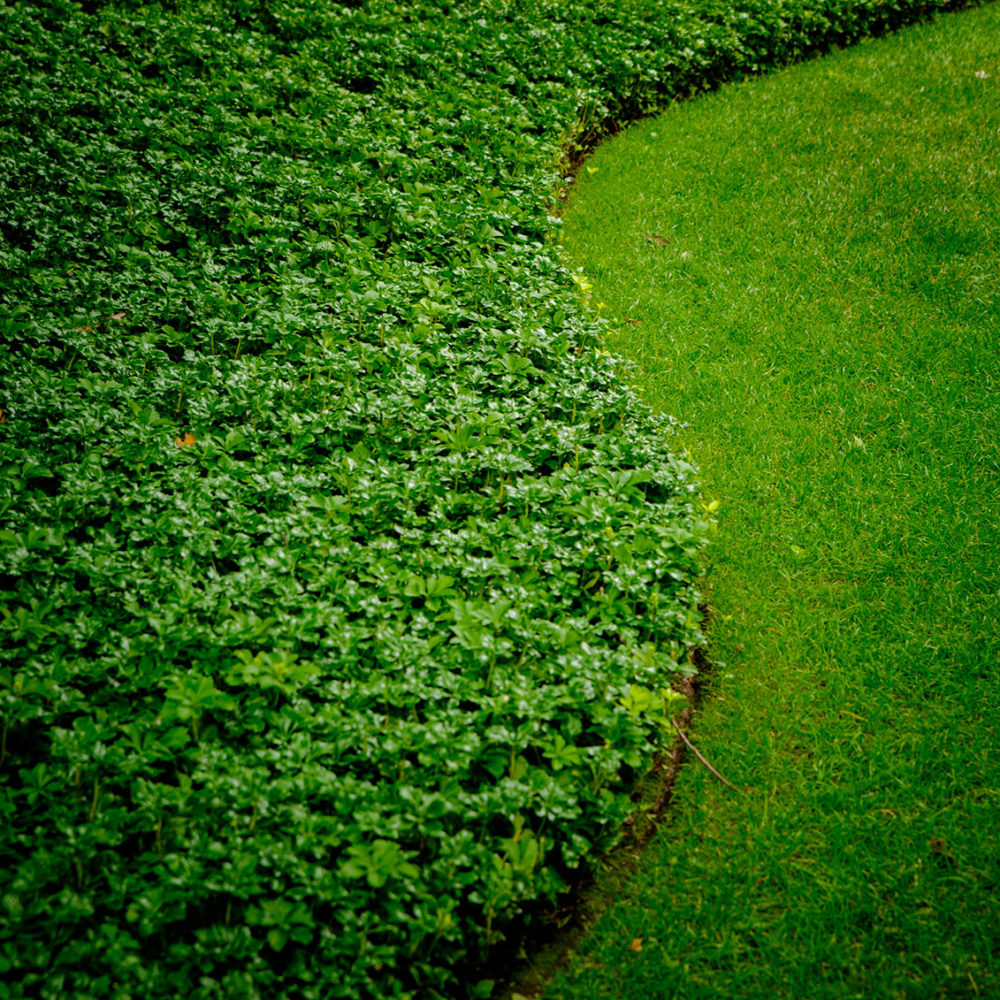 Verde - Page | Duke Landscape Architects